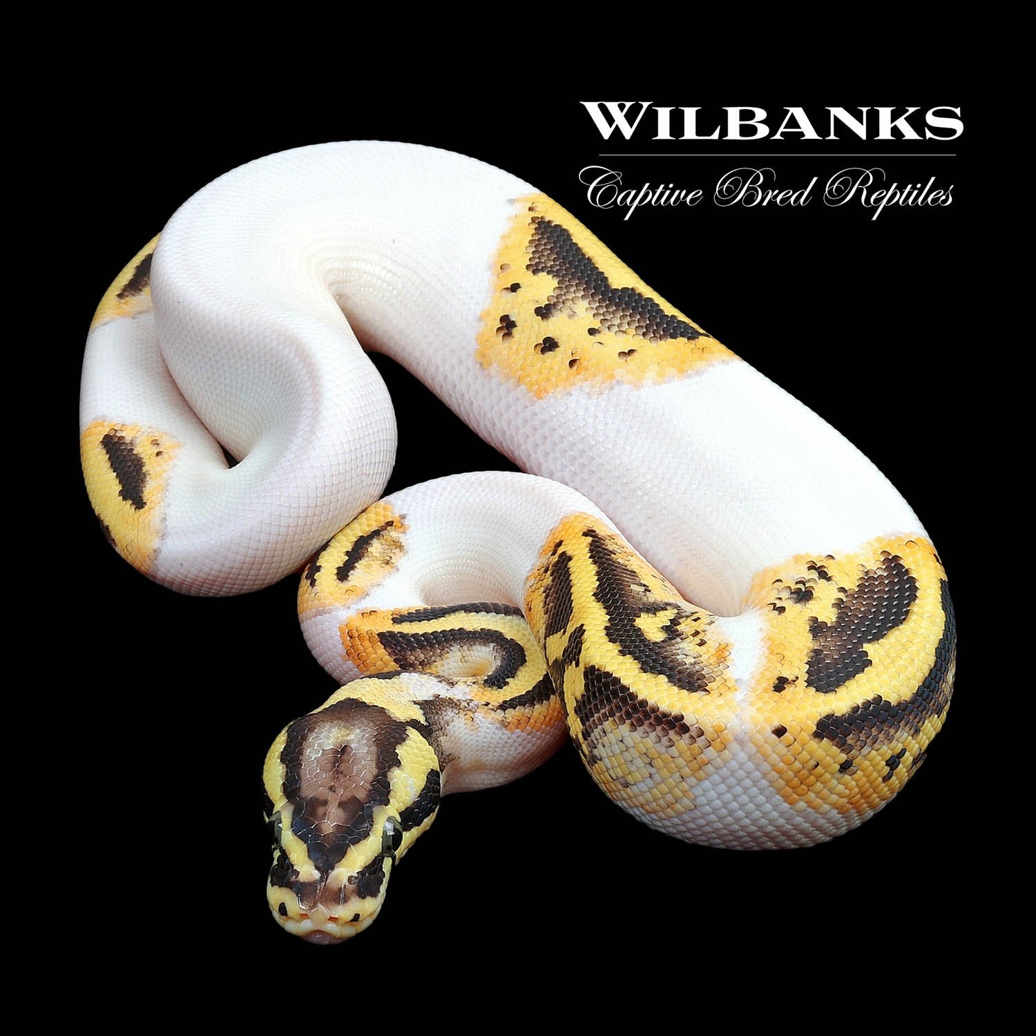 FireFly Piebald Ball Python by Wilbanks Captive Bred Reptiles - MorphMarket