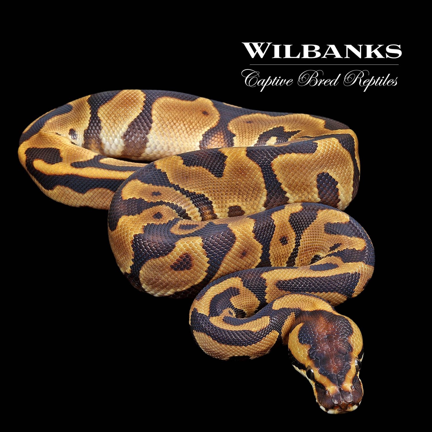 Leopard Enchi 100% Het. Albino Ball Python by Wilbanks Captive Bred ...