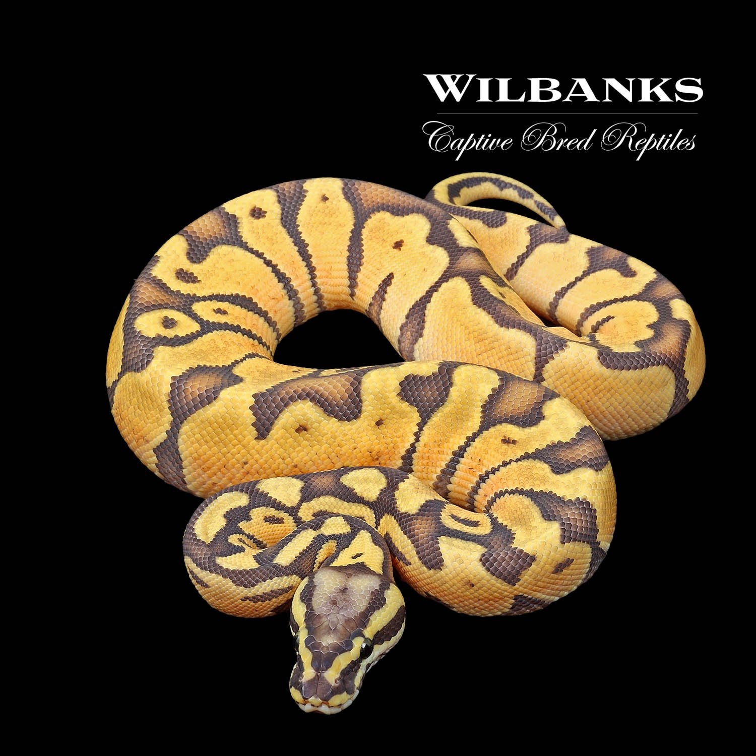 Pastel Enchi Ghost Ball Python by Wilbanks Captive Bred Reptiles ...