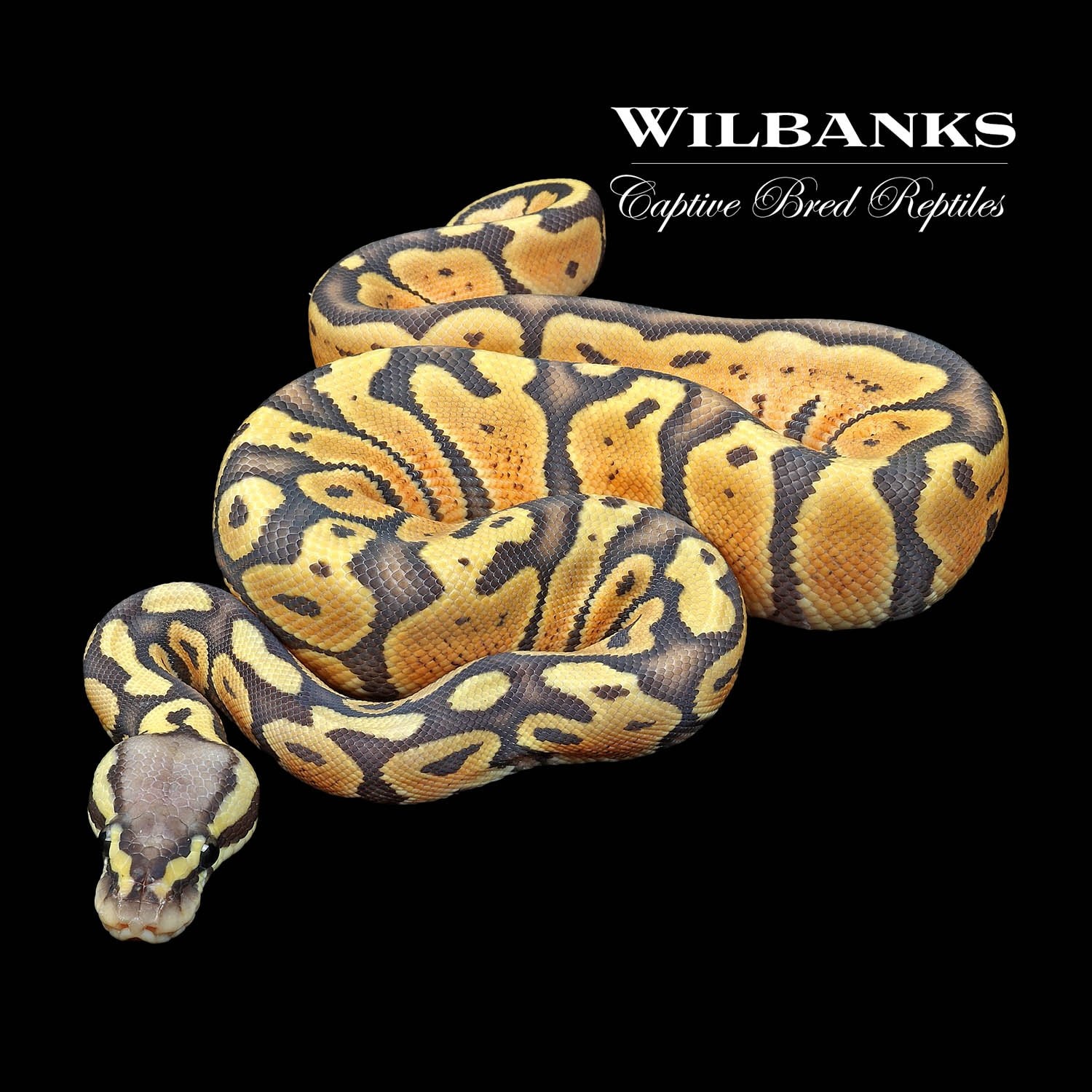 Pastel Ghost/Hypo Ball Python by Wilbanks Captive Bred Reptiles ...