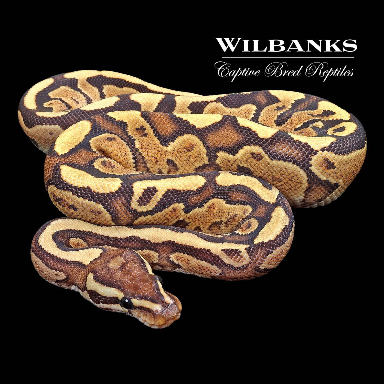 Fire Yellow Belly Ball Python by Wilbanks Captive Bred Reptiles ...