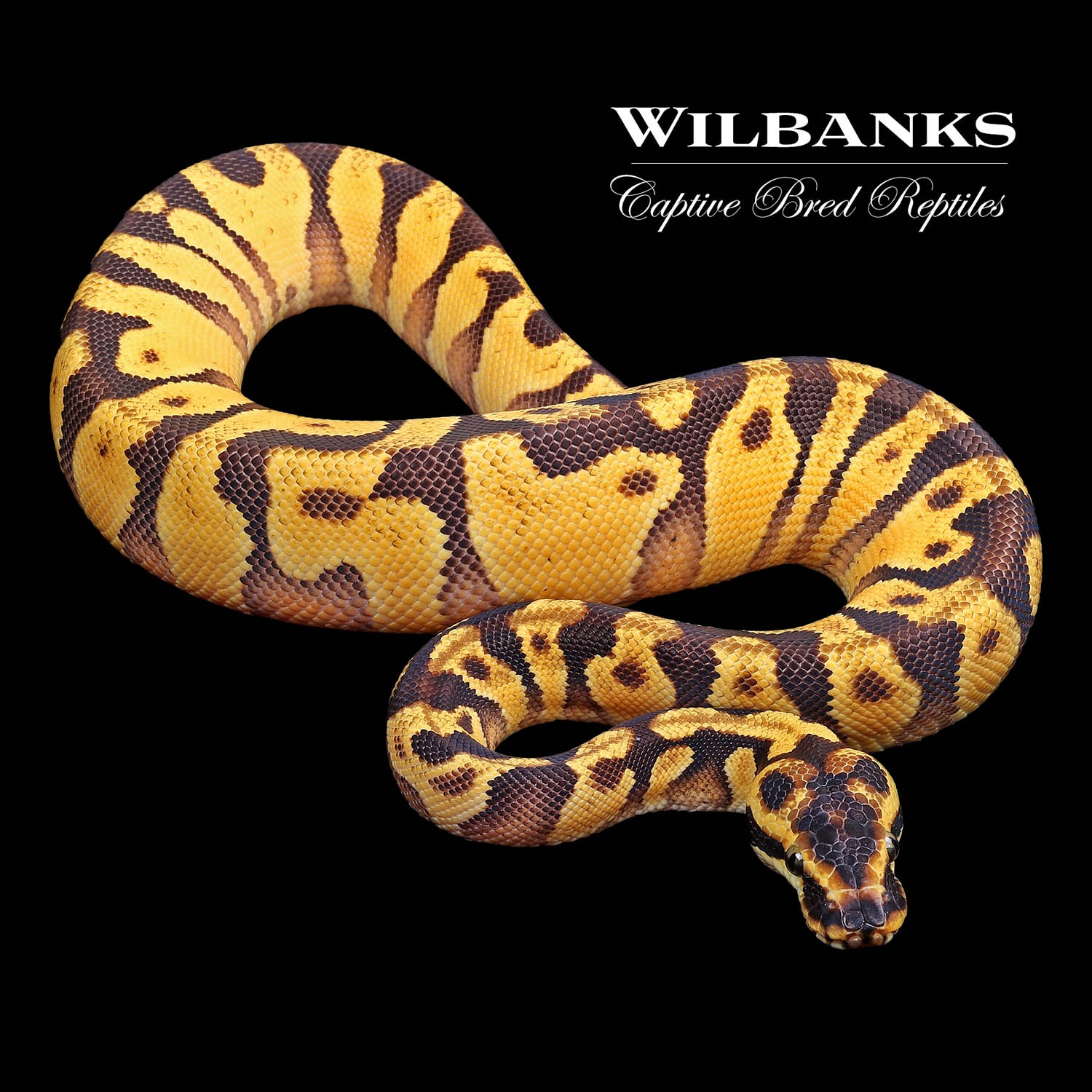 Pastel Super Enchi Yellow Belly Or Asphalt Ball Python by Wilbanks ...