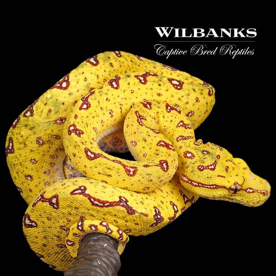 Biak Green Tree Python by Wilbanks Captive Bred Reptiles