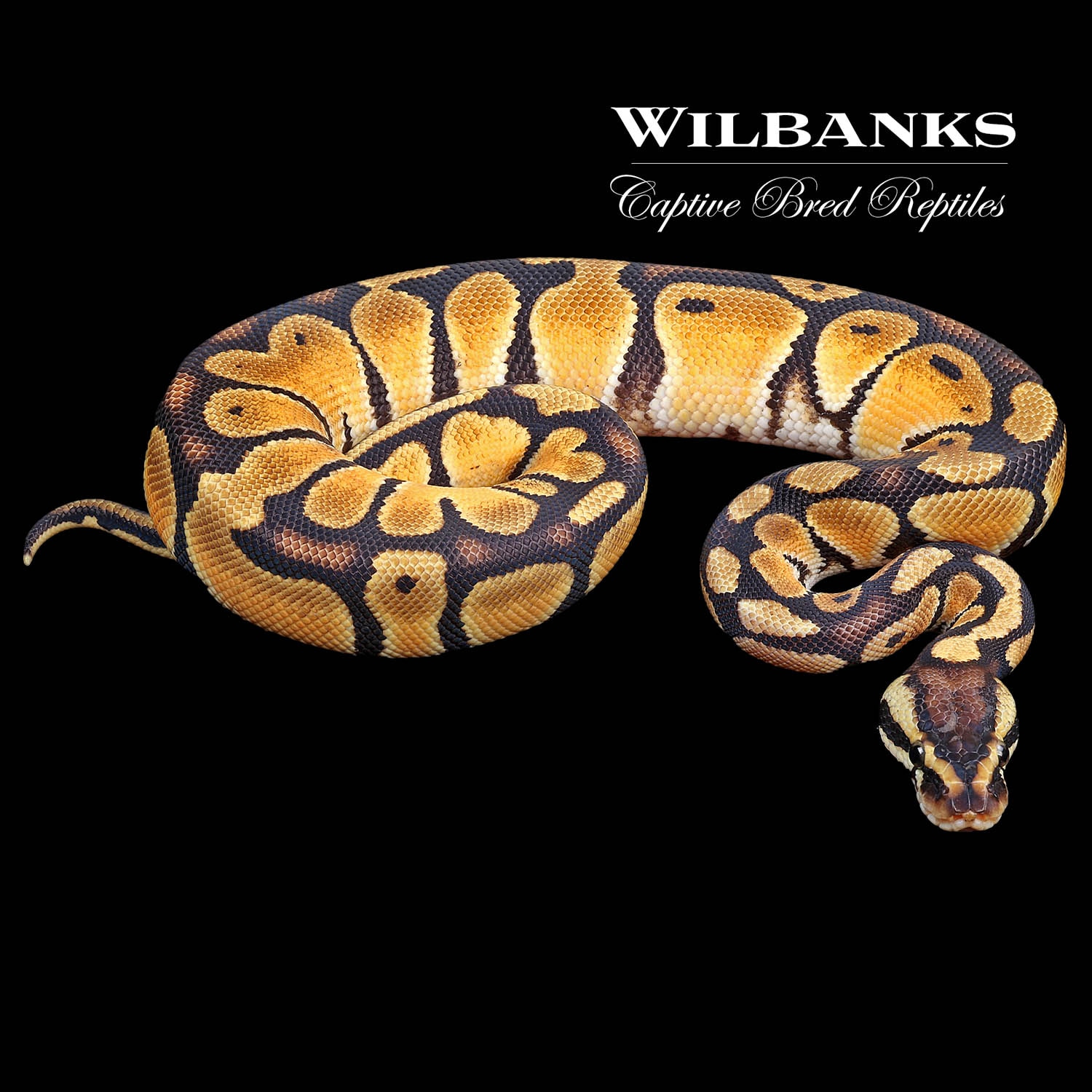 Orange Dream Pastel Ball Python by Wilbanks Captive Bred Reptiles ...