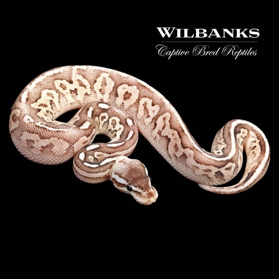 Pewter Fire Ball Python by Wilbanks Captive Bred Reptiles