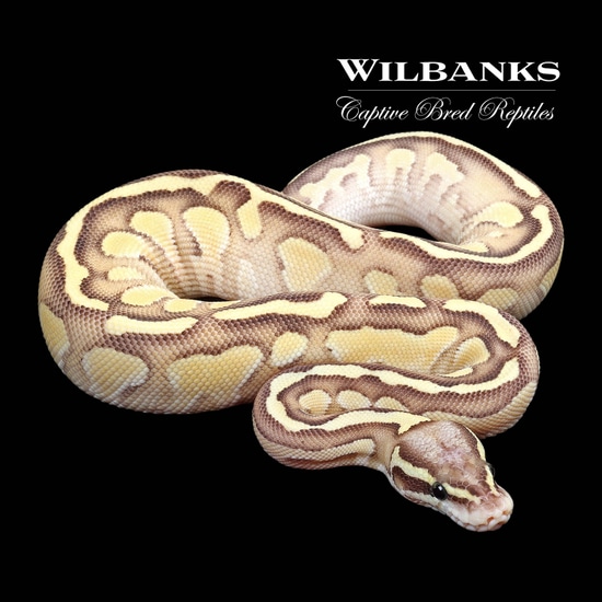 Butterfly Ball Python by Wilbanks Captive Bred Reptiles