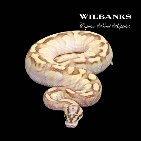 Butterfly Enchi Ball Python by Wilbanks Captive Bred Reptiles