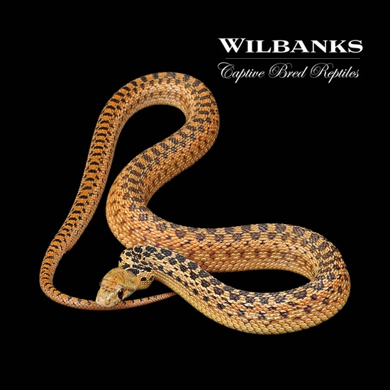 100% Het. Applegate Albino San Diego Gopher Snake by Wilbanks Captive ...