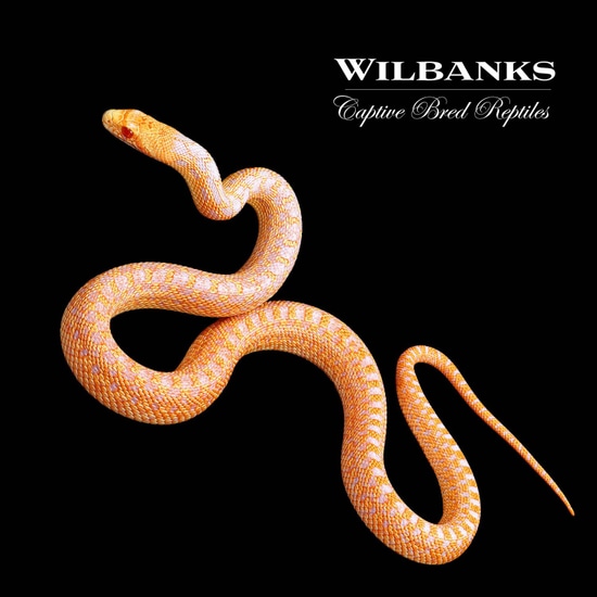 Applegate Albino San Diego Gopher Snake by Wilbanks Captive Bred Reptiles