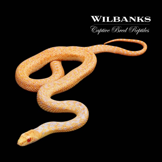 Applegate Albino San Diego Gopher Snake by Wilbanks Captive Bred Reptiles