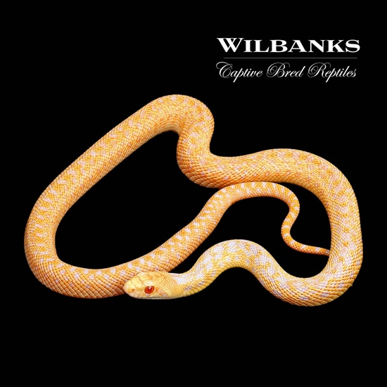 Applegate Albino San Diego Gopher Snake by Wilbanks Captive Bred Reptiles