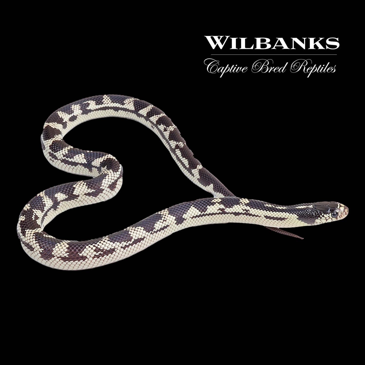 Aberrant California Kingsnake by Wilbanks Captive Bred Reptiles ...