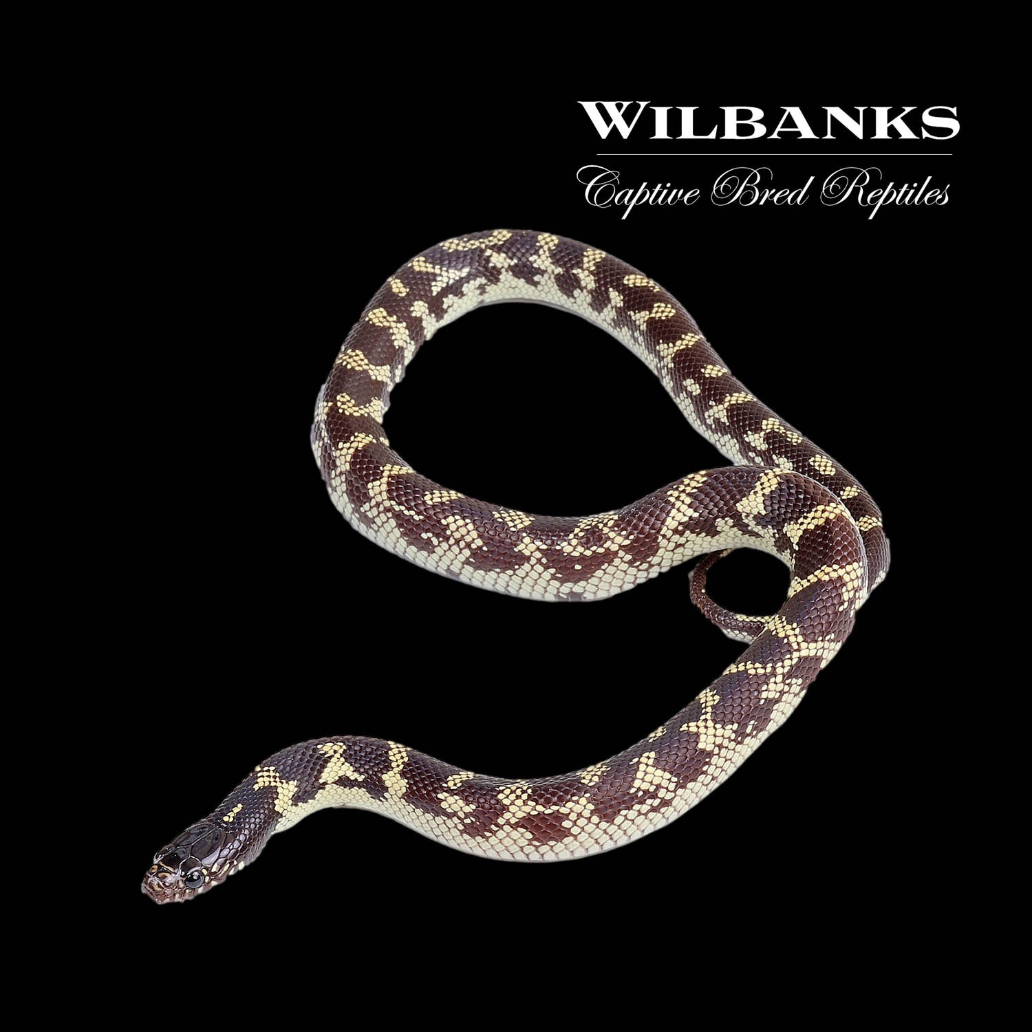 Aberrant California Kingsnake by Wilbanks Captive Bred Reptiles ...