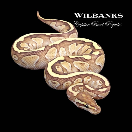 Nuclear Ball Python by Wilbanks Captive Bred Reptiles