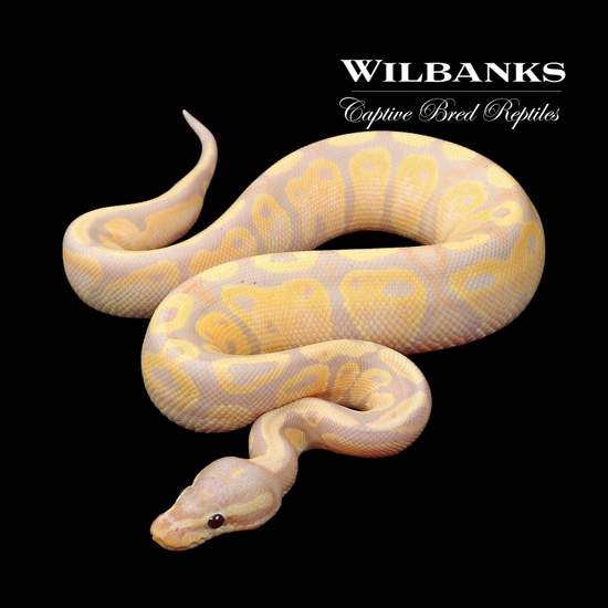 Banana Fire Ball Python by Wilbanks Captive Bred Reptiles