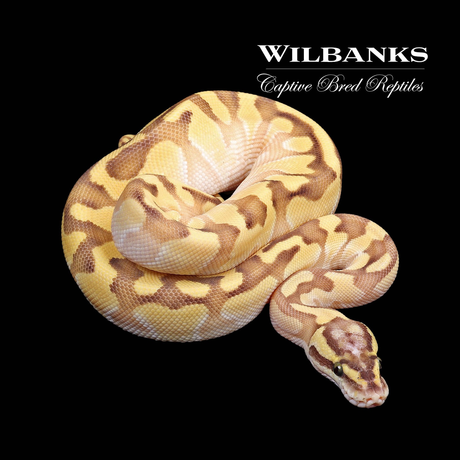 Pastel Butter Enchi 100% Het. Clown Ball Python by Wilbanks Captive ...