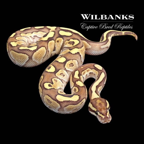 Nuclear Ball Python by Wilbanks Captive Bred Reptiles