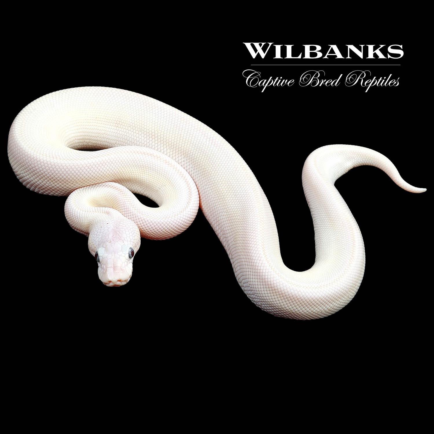 Blue Eyed Leucistic (Butter Mojave) Ball Python by Wilbanks Captive ...