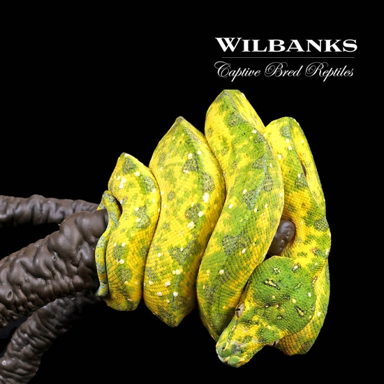 Biak Green Tree Python by Wilbanks Captive Bred Reptiles