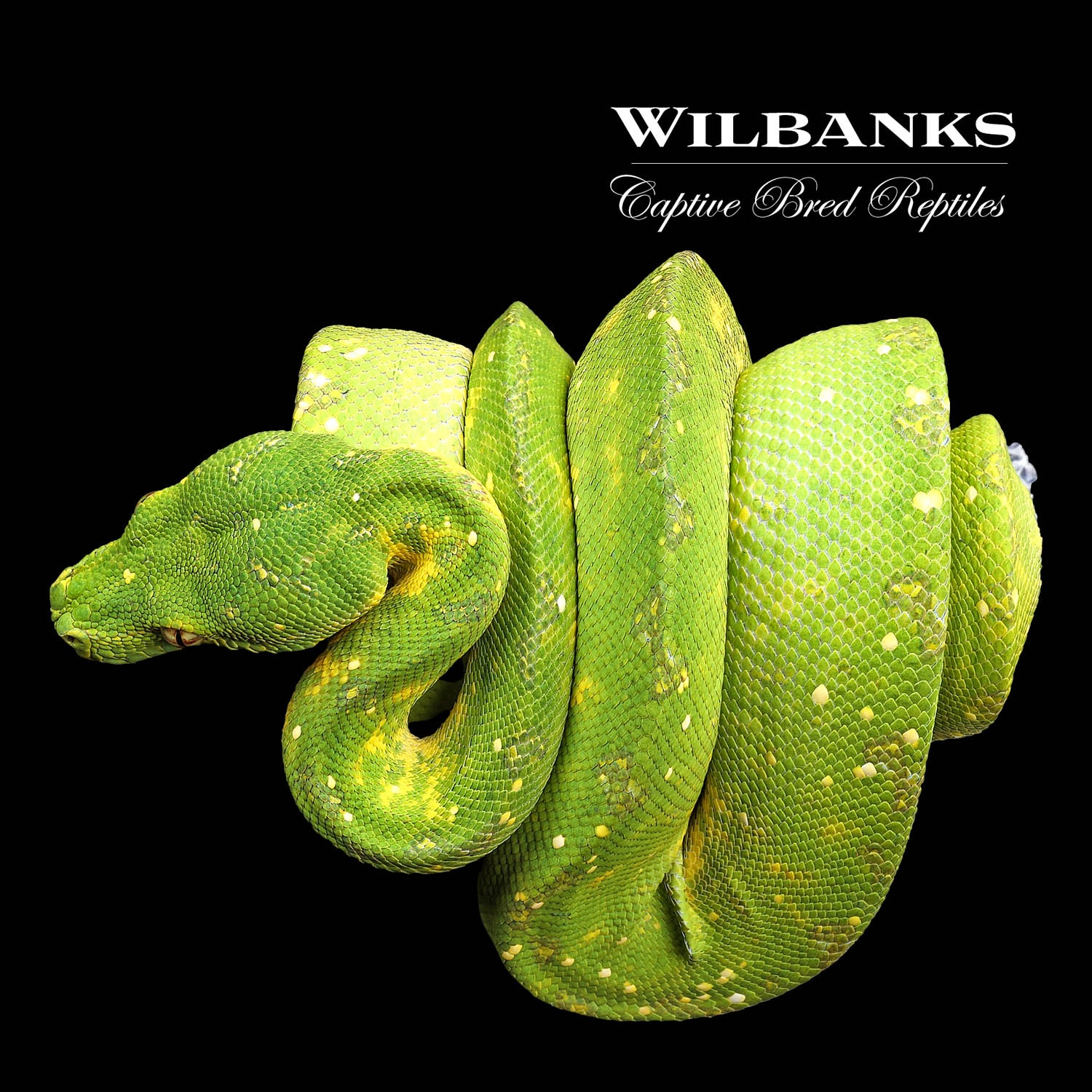 Biak Green Tree Python by Wilbanks Captive Bred Reptiles - MorphMarket