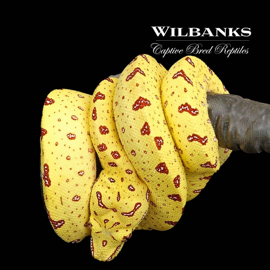 Biak Green Tree Python by Wilbanks Captive Bred Reptiles
