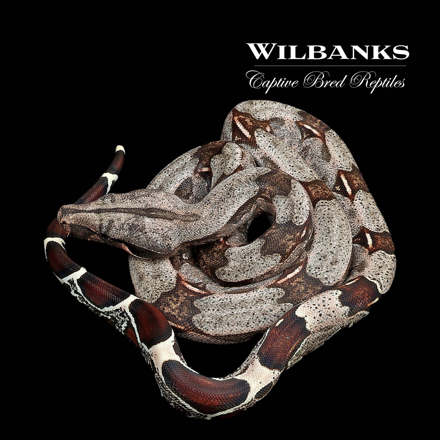 Surinam True Red-tailed Boa Constrictor by Wilbanks Captive Bred ...