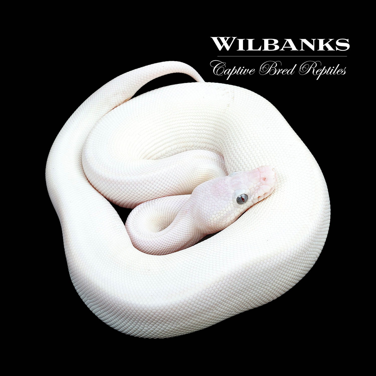 Blue Eyed Leucistic (Butter Mocha) Ball Python by Wilbanks Captive Bred ...