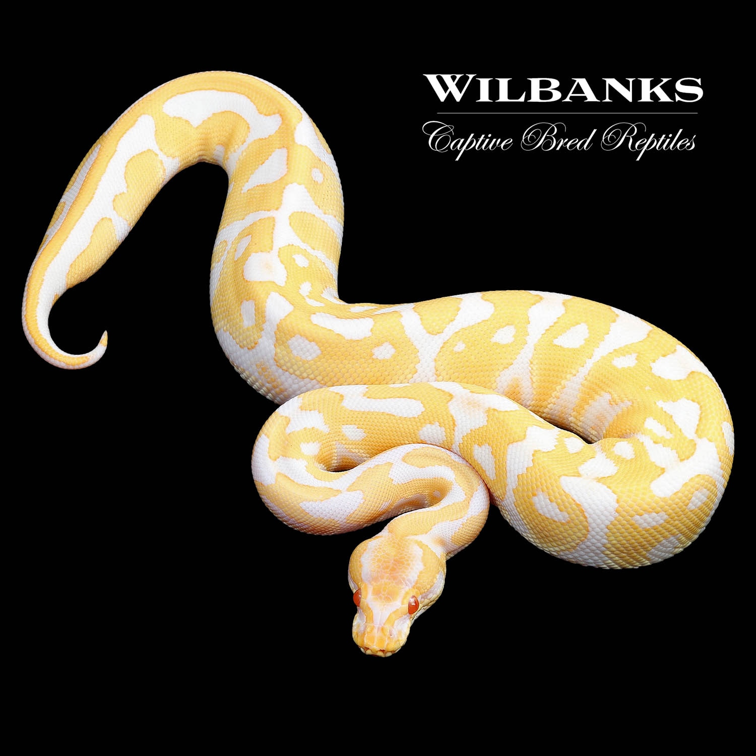 Albino Leopard Ball Python by Wilbanks Captive Bred Reptiles - MorphMarket