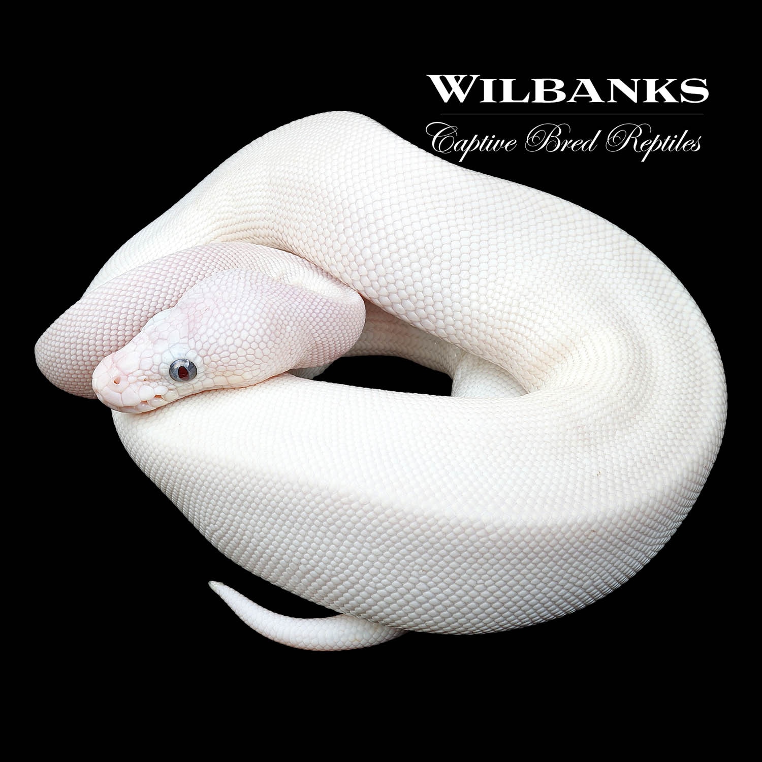 Blue Eyed Leucistic (Butter Mojave) Ball Python by Wilbanks Captive ...
