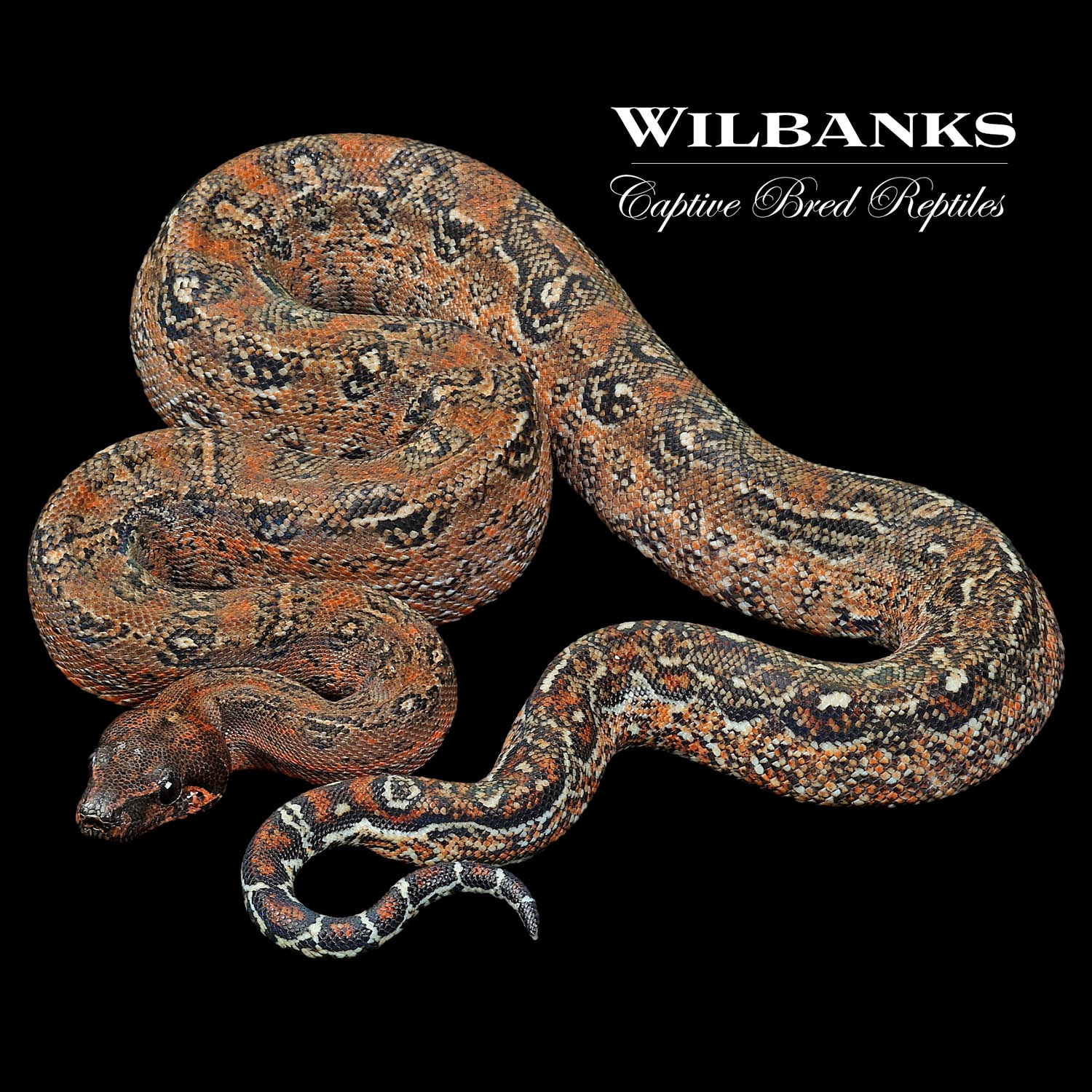 Red Sonoran Leopard Boa Constrictor by Wilbanks Captive Bred Reptiles ...