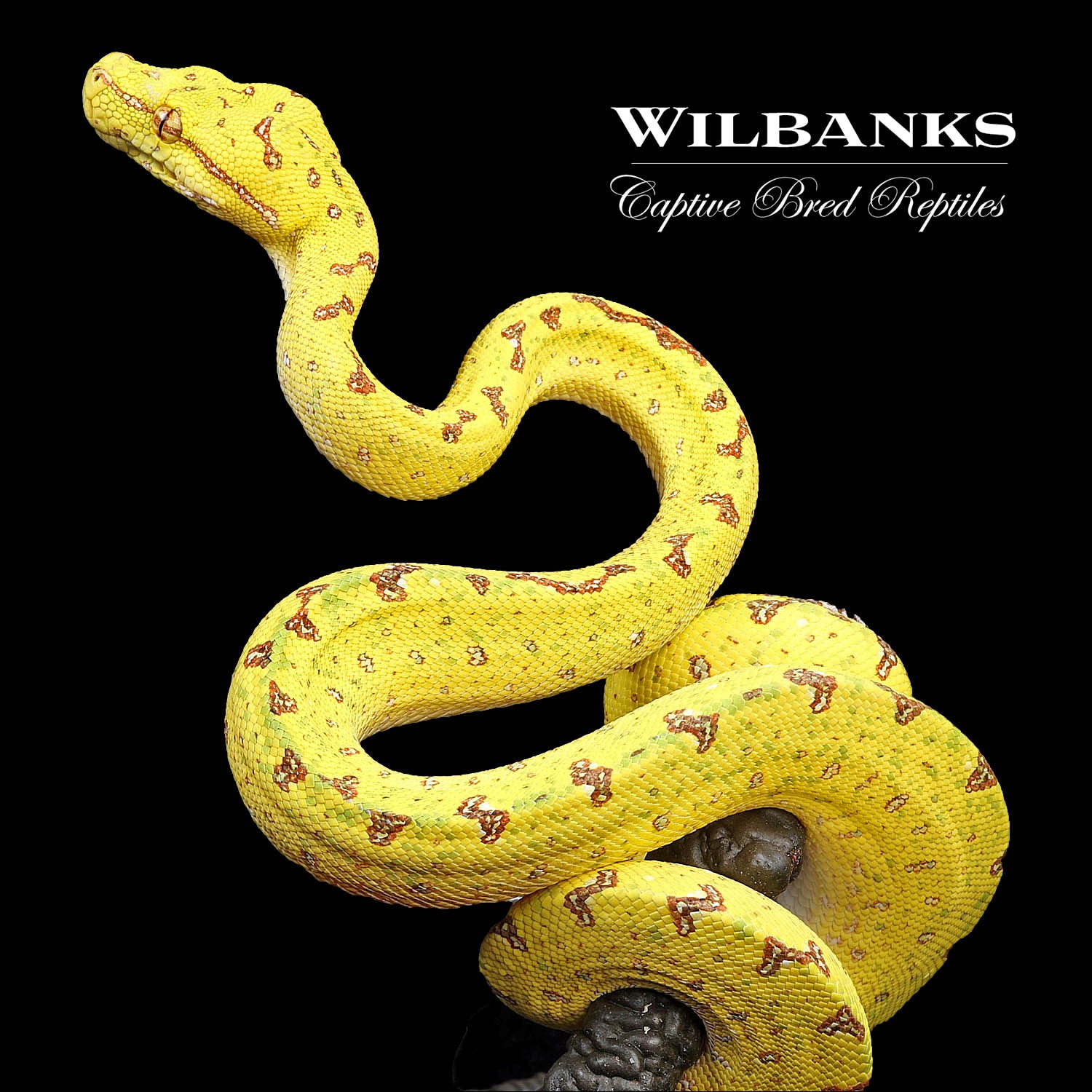 Biak Green Tree Python by Wilbanks Captive Bred Reptiles - MorphMarket