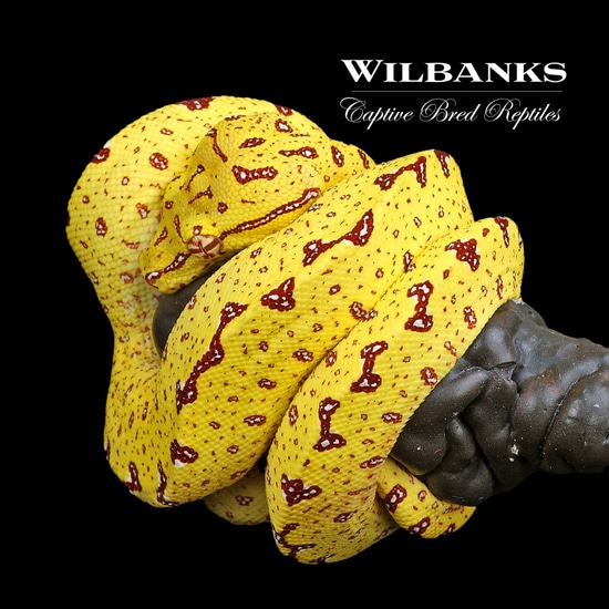 Biak Green Tree Python by Wilbanks Captive Bred Reptiles