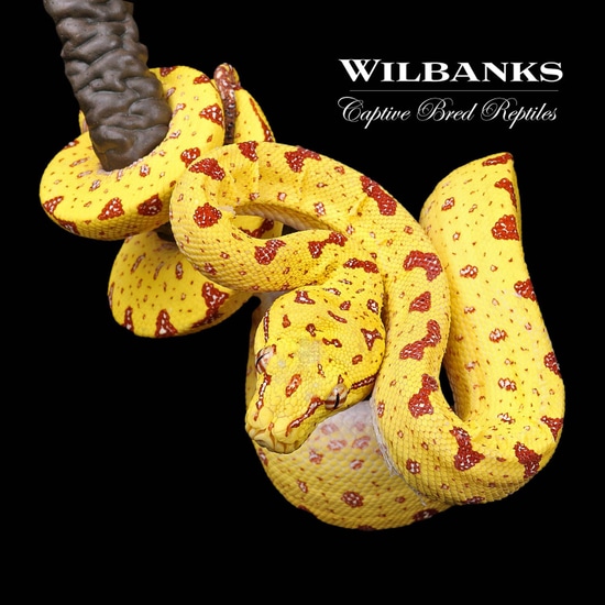 Biak Green Tree Python by Wilbanks Captive Bred Reptiles