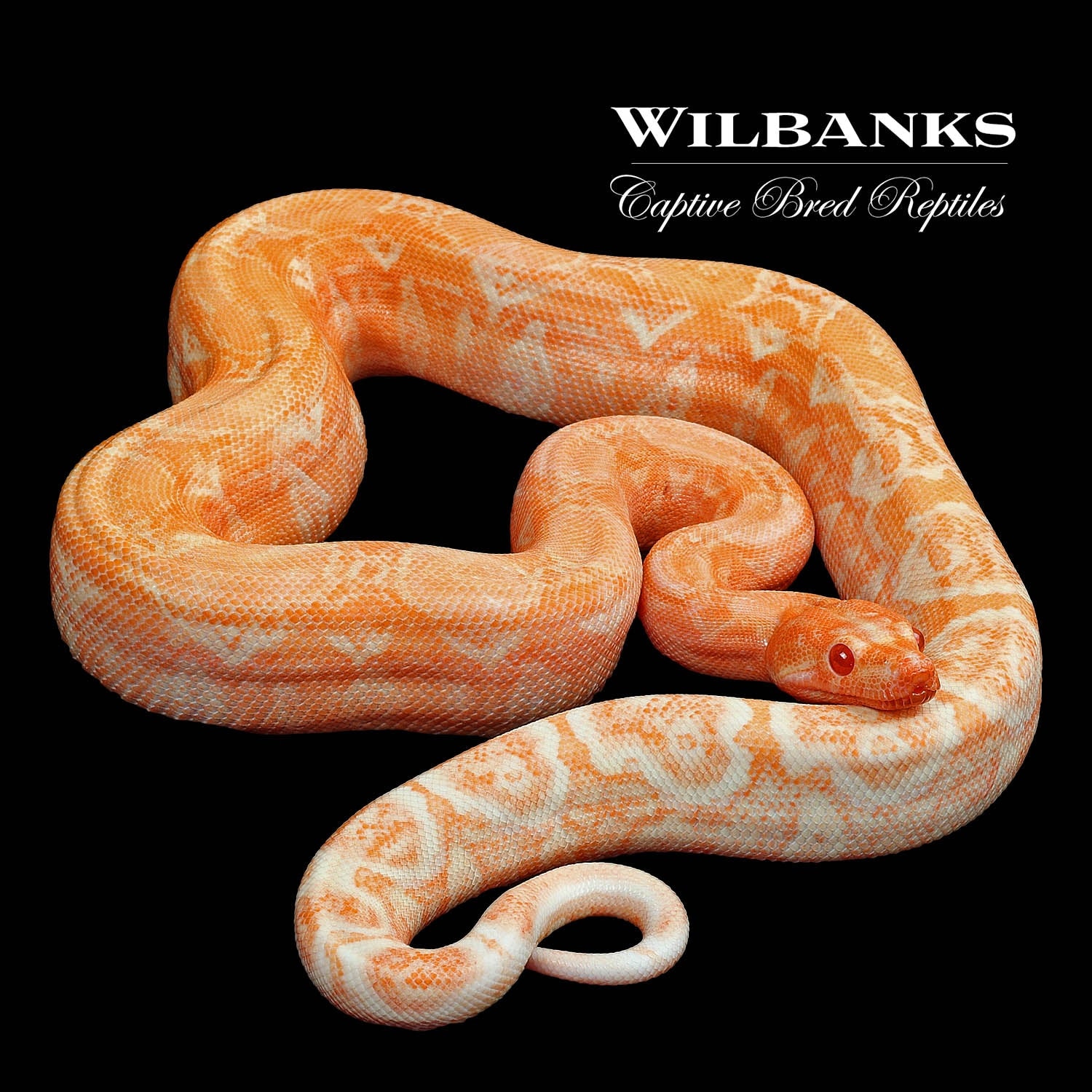 Red Dragon 50% PH VPI T+ Boa Constrictor by Wilbanks Captive Bred ...