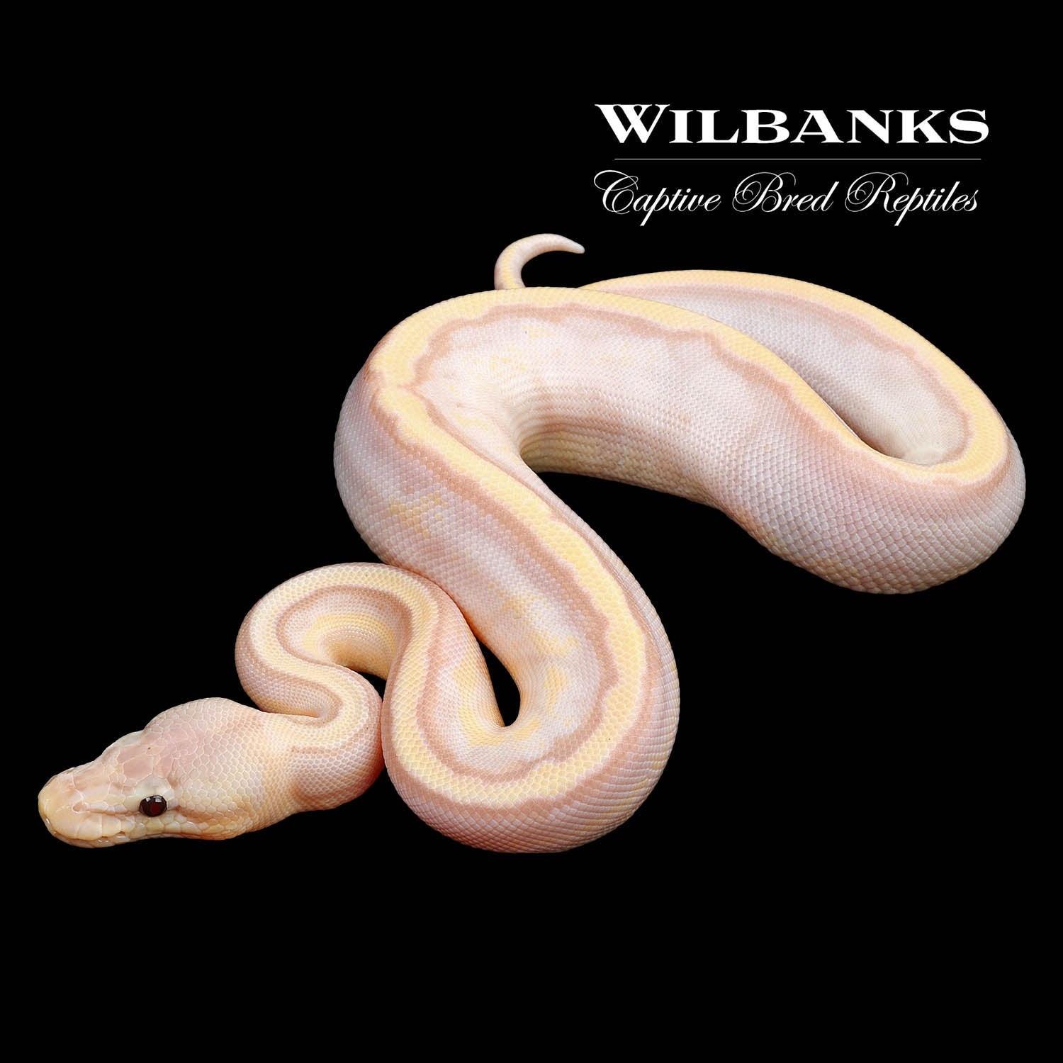 Super Banana Pastel Genetic Stripe Ball Python by Wilbanks Captive Bred ...