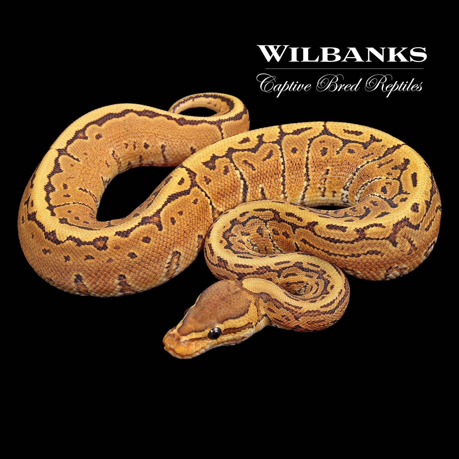 Pinstripe Yellow Belly 100% Het. Orange Crush Python Ball Python by ...