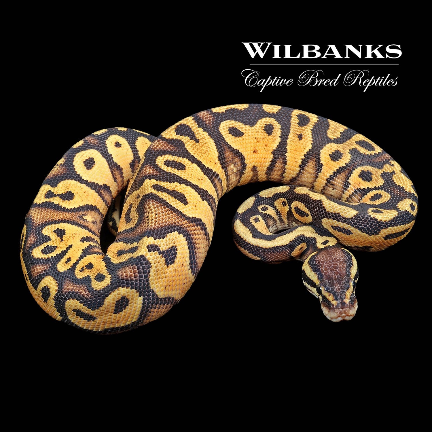 Pastel Yellow Belly Or Asphalt Ball Python by Wilbanks Captive Bred ...