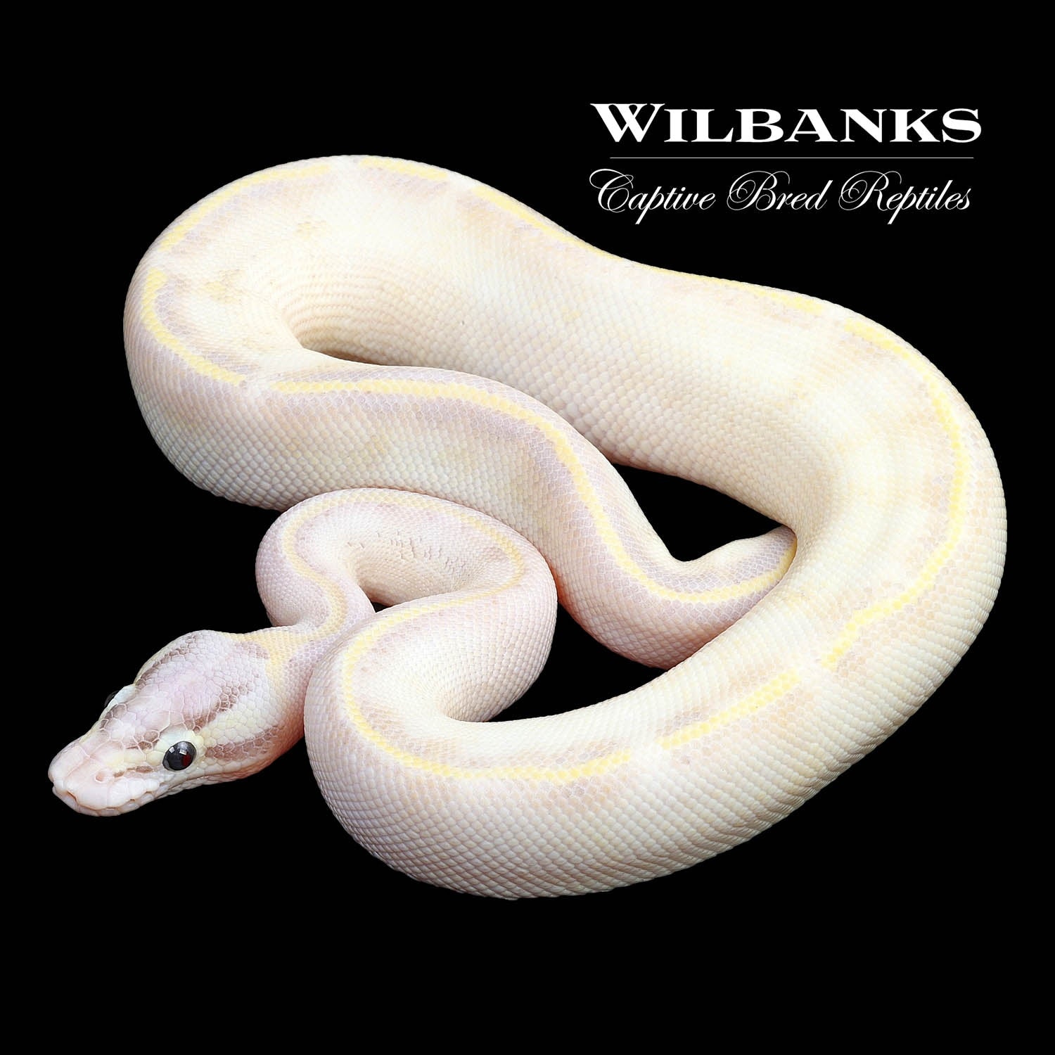 Pastel Ivory Ball Python by Wilbanks Captive Bred Reptiles - MorphMarket