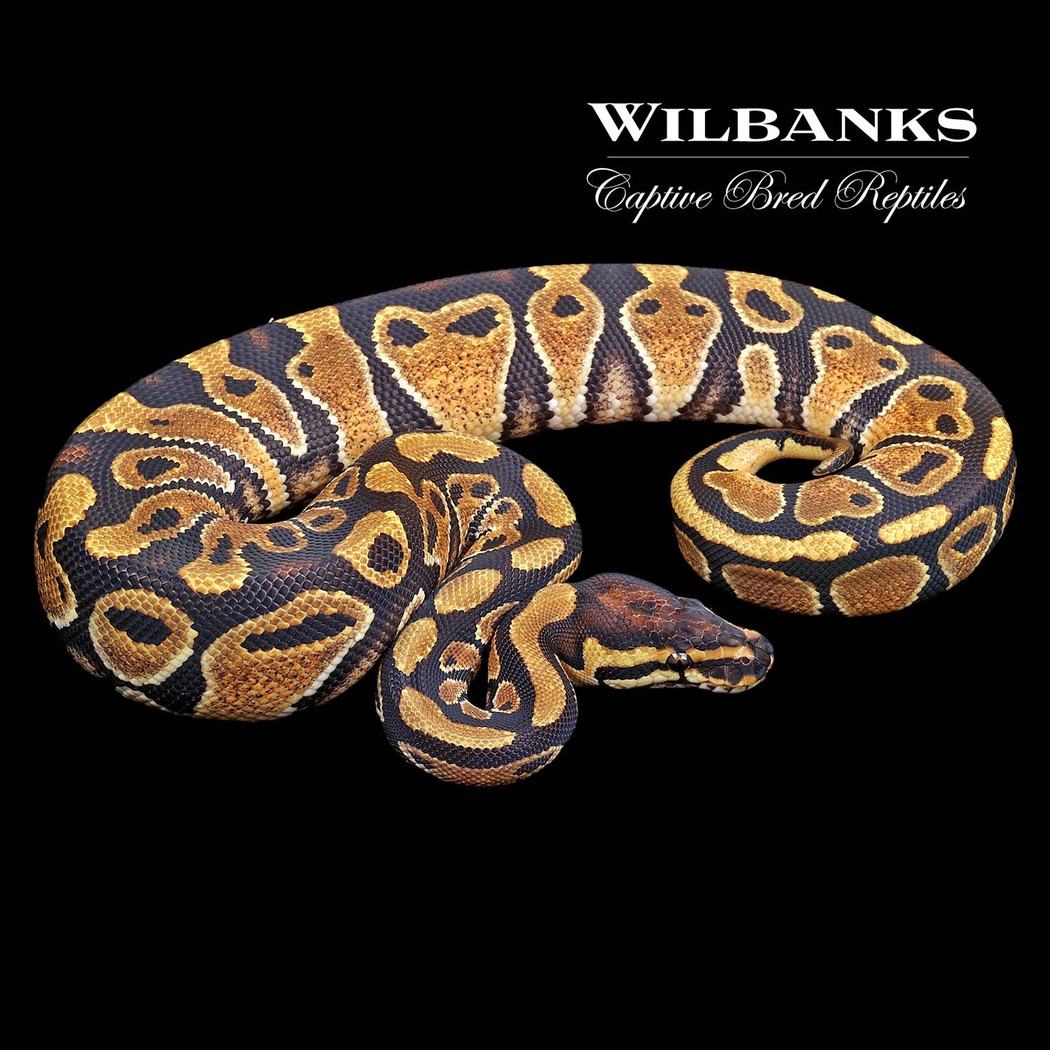 Yellow Belly Or Asphalt Ball Python by Wilbanks Captive Bred Reptiles ...