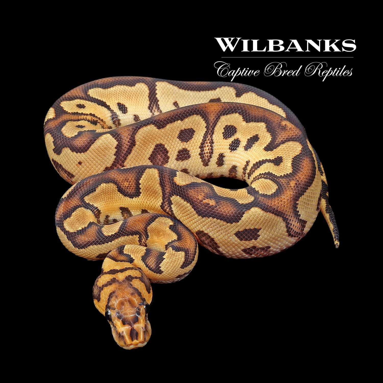 Fire Yellow Belly Clown Ball Python by Wilbanks Captive Bred Reptiles ...