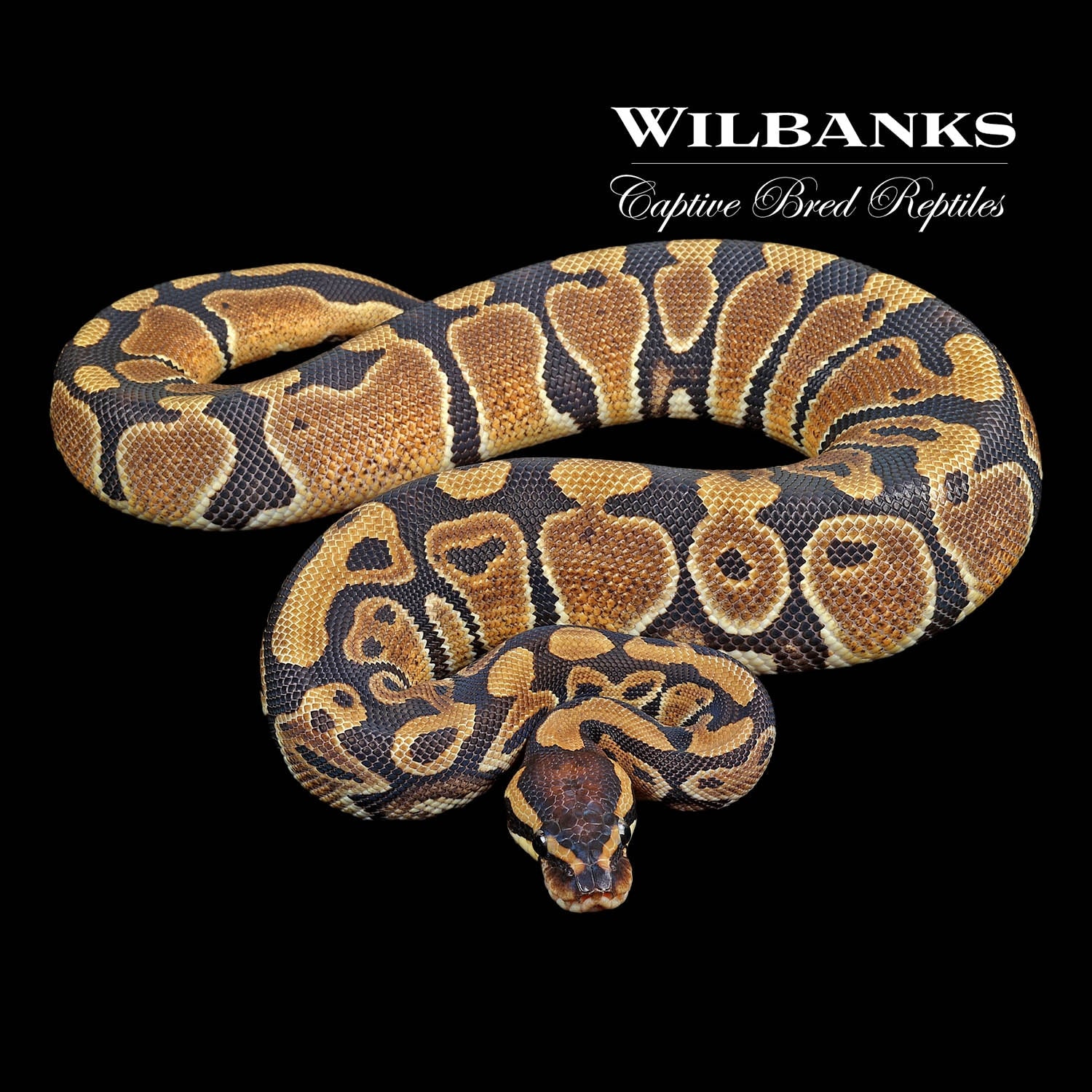100% Het. Lavender Albino Ball Python by Wilbanks Captive Bred Reptiles ...