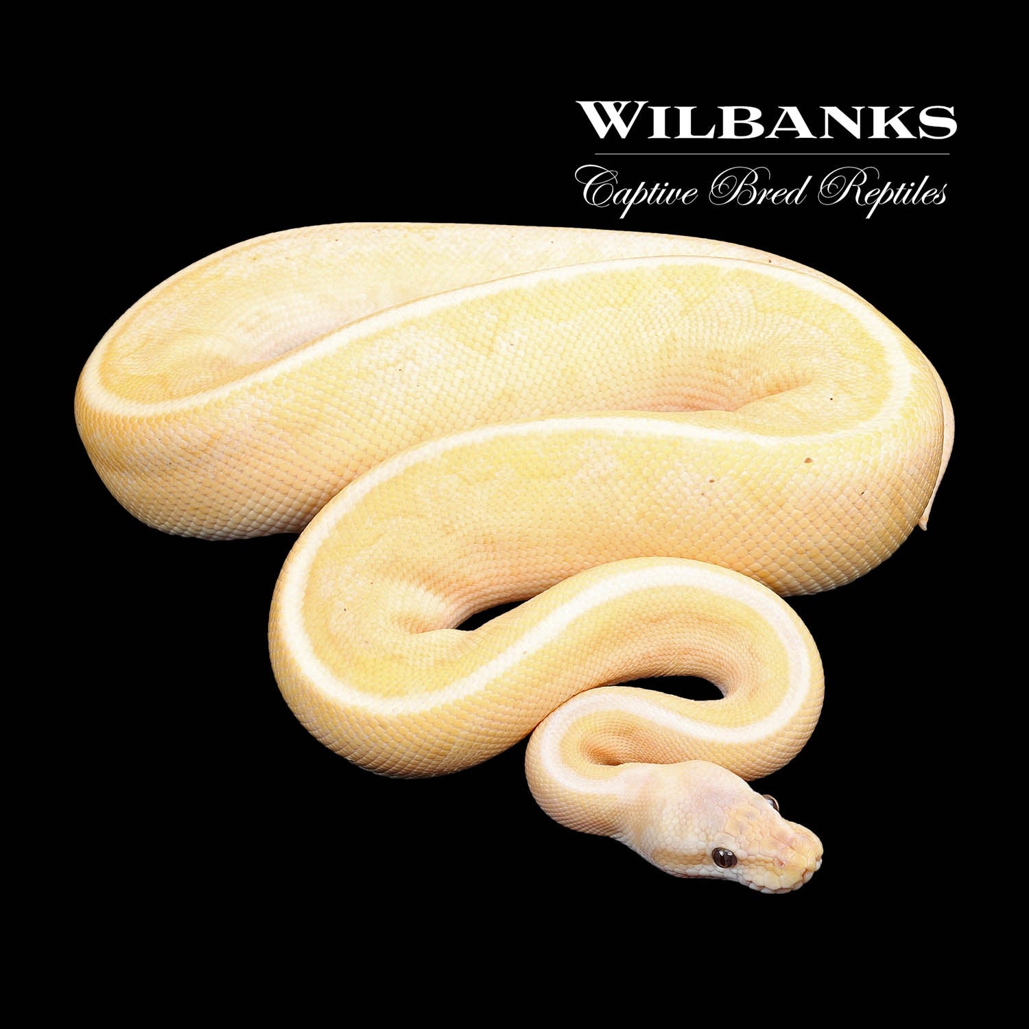 Banana Blackhead Cinnamon Pinstripe Ball Python by Wilbanks Captive ...