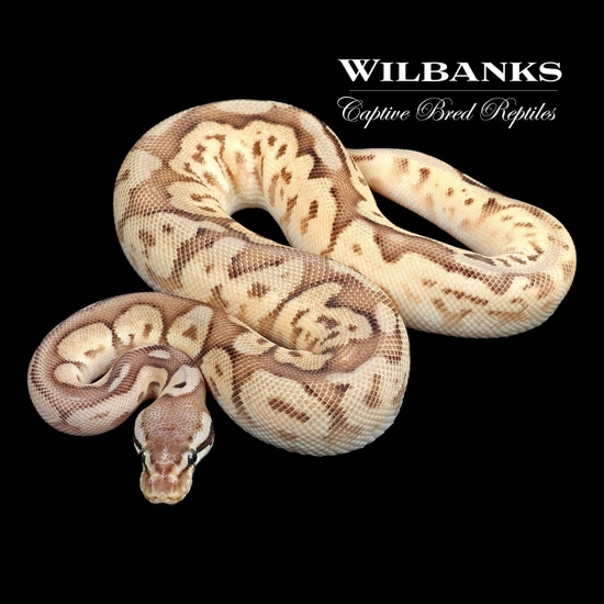 Orange Dream Mojave Black Widow Ball Python by Wilbanks Captive Bred ...