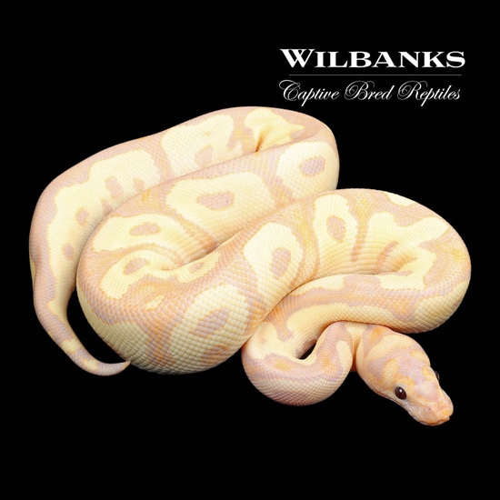 Banana Fire Clown Ball Python by Wilbanks Captive Bred Reptiles