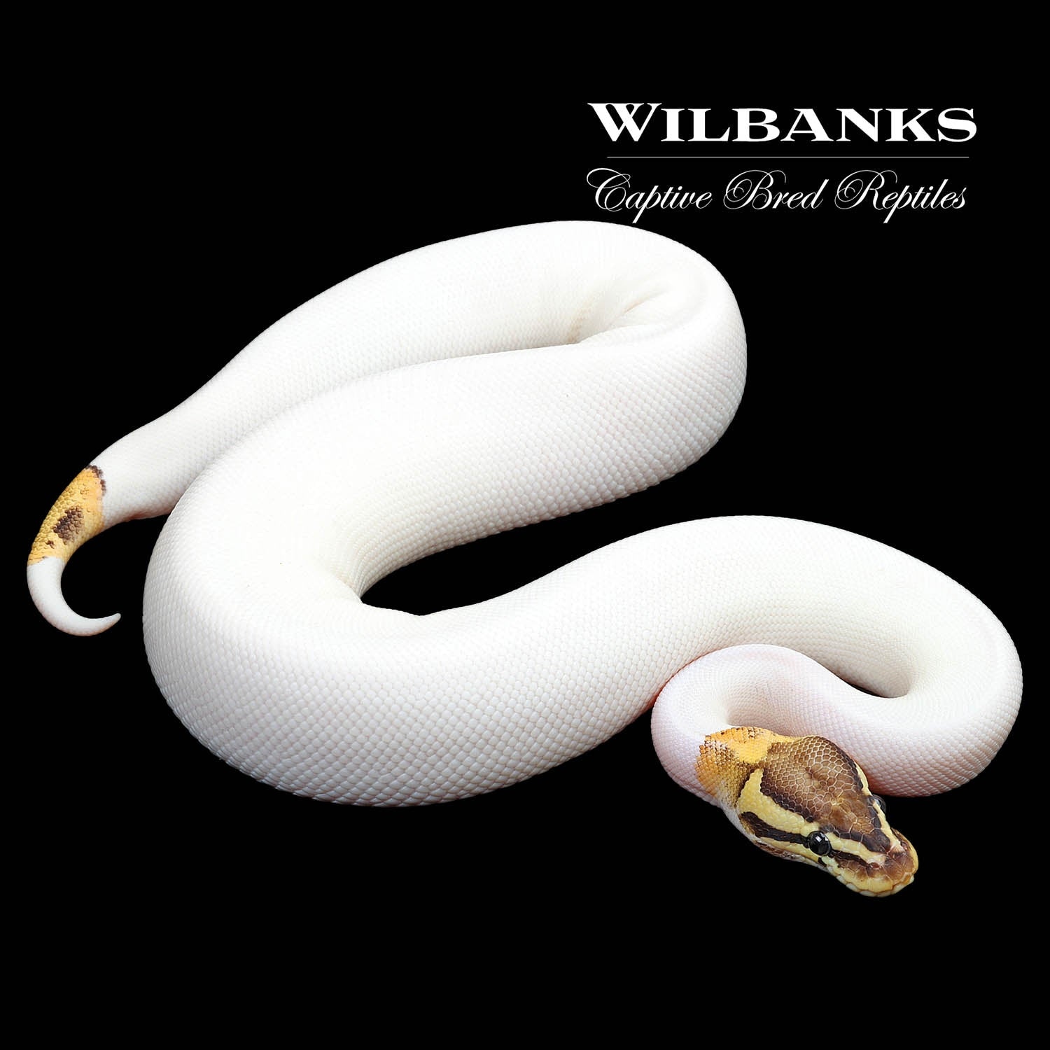 FireFly Pied Ball Python by Wilbanks Captive Bred Reptiles - MorphMarket