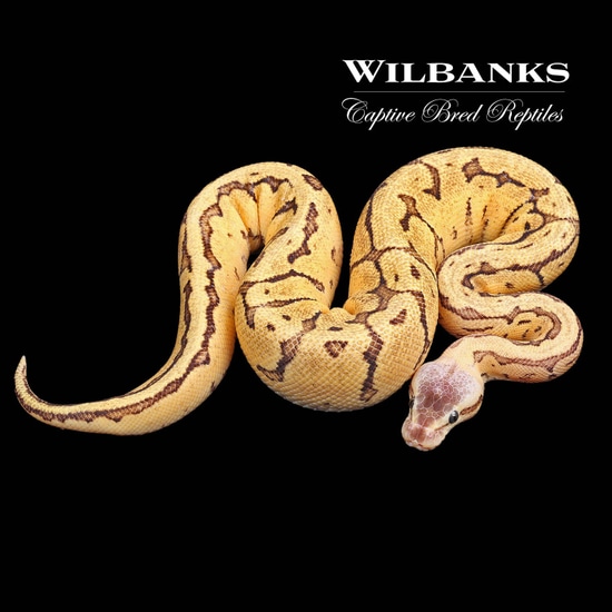 DragonFly Ball Python by Wilbanks Captive Bred Reptiles