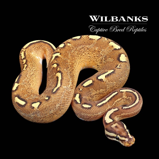 Sugar Asphalt Spark Ball Python by Wilbanks Captive Bred Reptiles