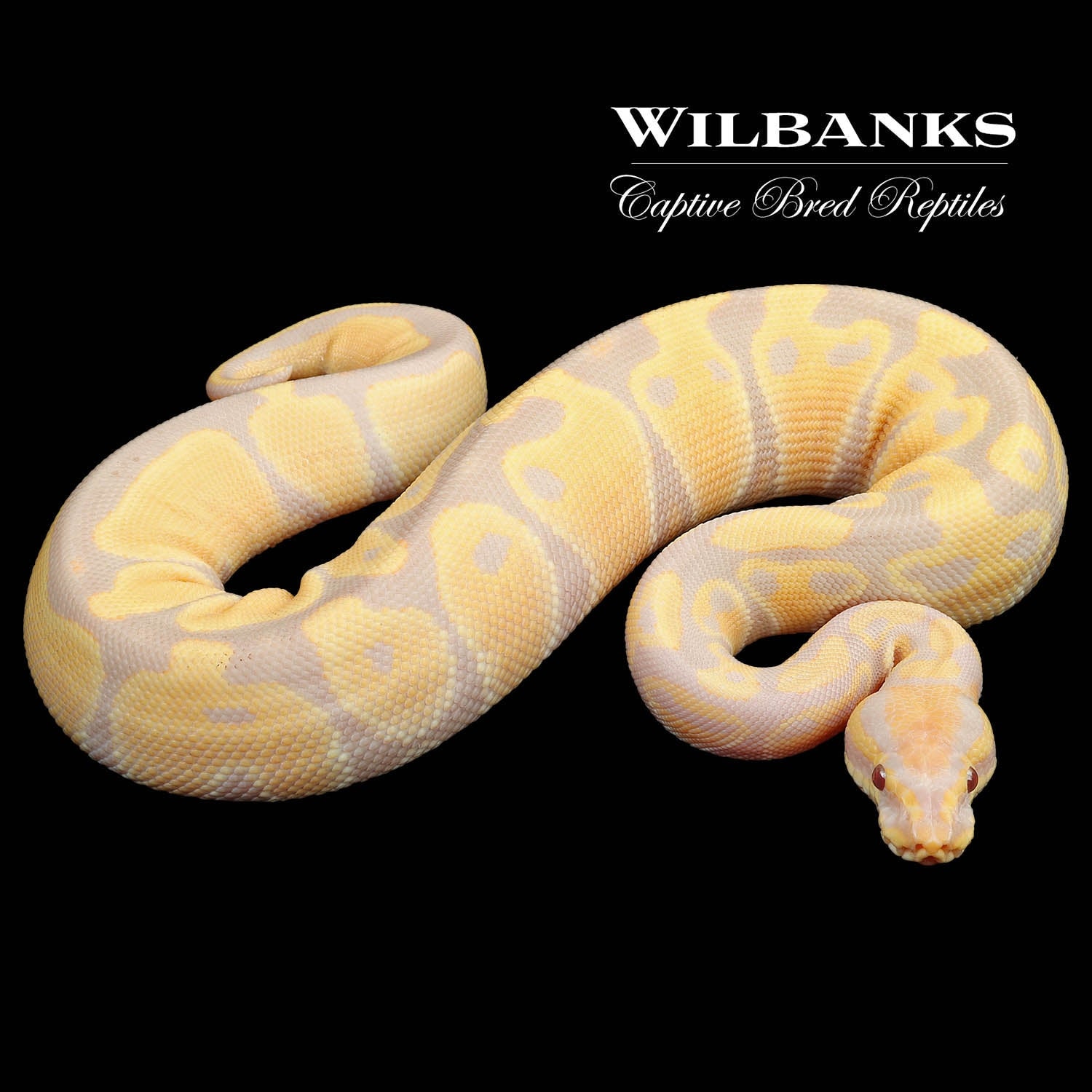 Candino Ball Python by Wilbanks Captive Bred Reptiles - MorphMarket