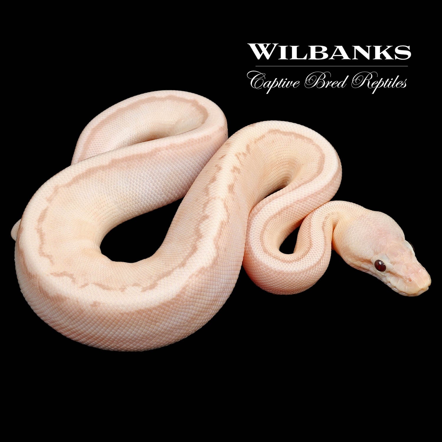 Banana Pastel Genetic Stripe Ball Python by Wilbanks Captive Bred ...