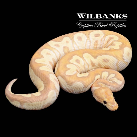 Banana Mojave Clown Ball Python by Wilbanks Captive Bred Reptiles
